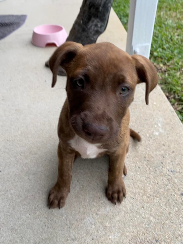 Adopt Dani from MAREEBA QLD | Adopt-A-Dog