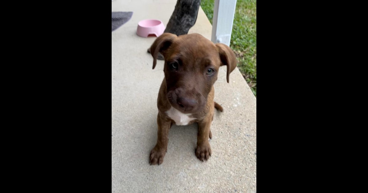 Adopt Dani from MAREEBA QLD | Adopt-A-Dog