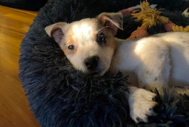 Adopt Bria from Werribee VIC | Adopt-A-Dog