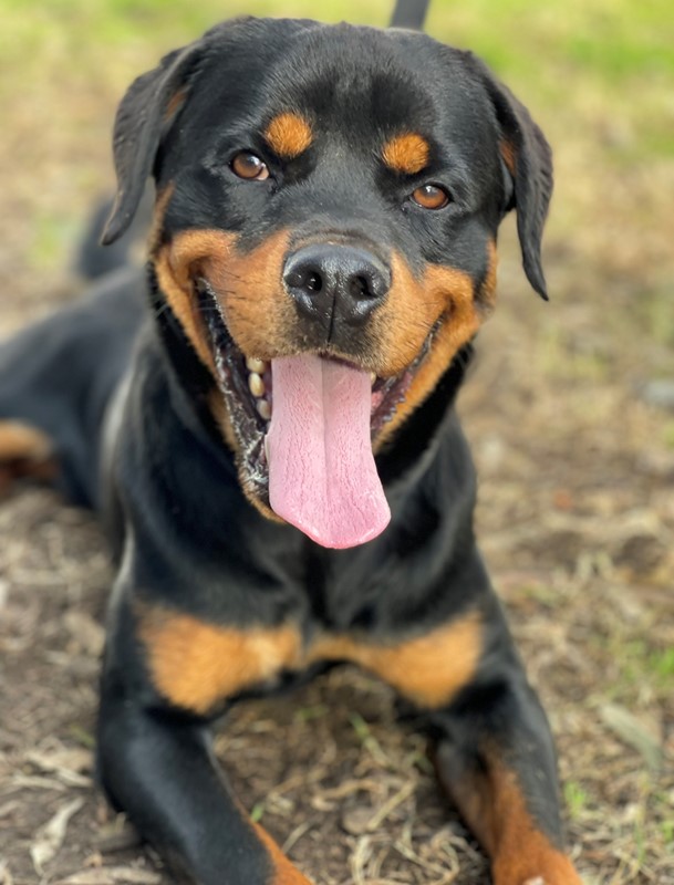 Adopt Timon from Leppington NSW | Adopt-A-Dog