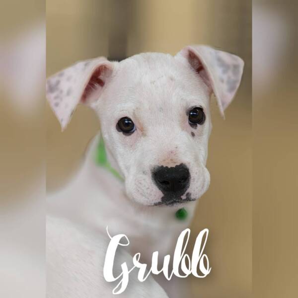 Adopt Grubb from Kurunjnag VIC | Adopt-A-Dog