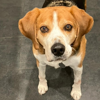 Adopt Mitch from Launceston TAS | Adopt-A-Dog