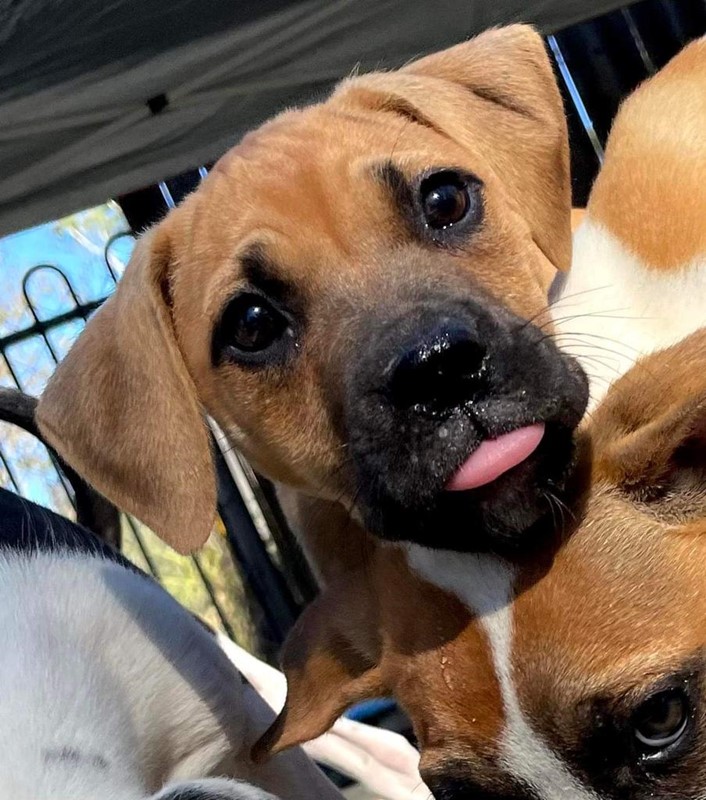 Adopt Abbie from North Maclean QLD | Adopt-A-Dog