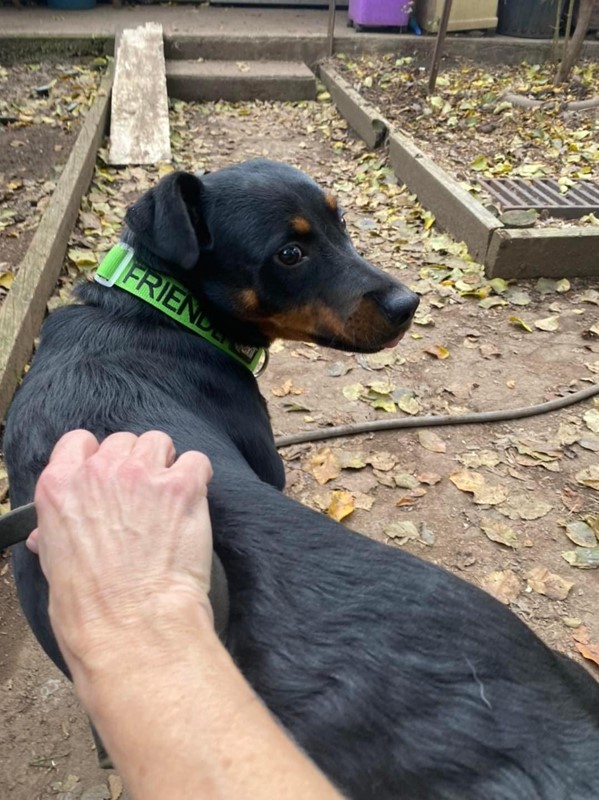 Adopt Murf from Bethungra NSW | Adopt-A-Dog