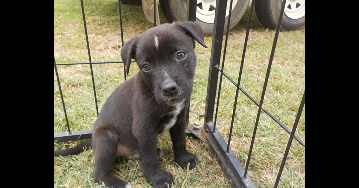 Adopt Quin from MAREEBA QLD | Adopt-A-Dog