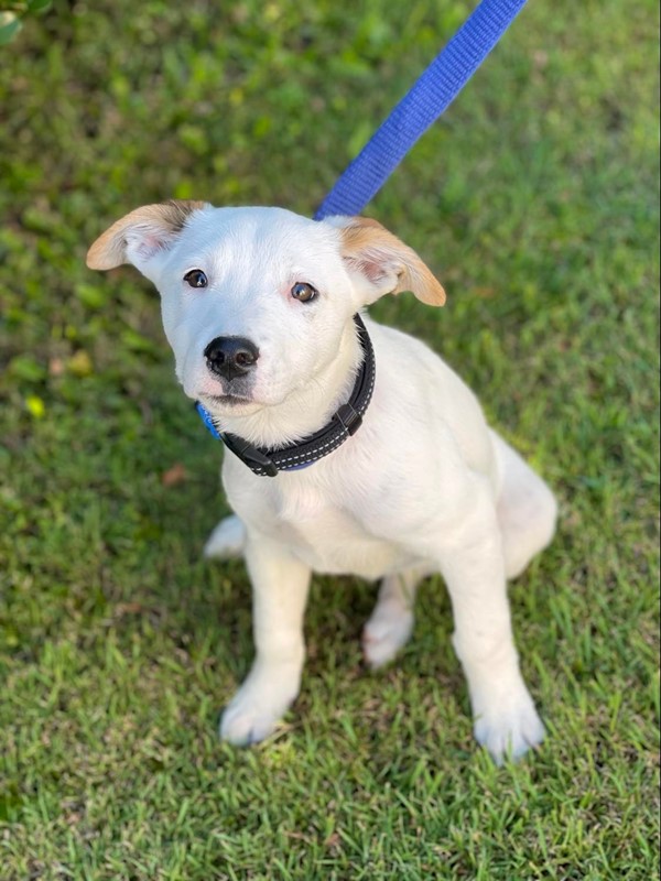 Adopt Paris from Regents Park QLD | Adopt-A-Dog