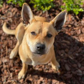 Adopt Lexi from Adelaide SA | Adopt-A-Dog