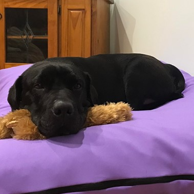 Adopt Jessie from Minmi NSW | Adopt-A-Dog