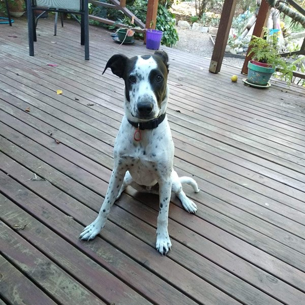 Adopt Spalding from Chambers Flat QLD | Adopt-A-Dog