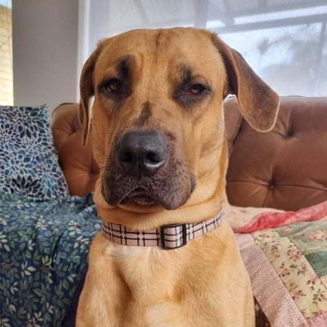 Adopt Jimmy Recard from Perth WA | Adopt-A-Dog