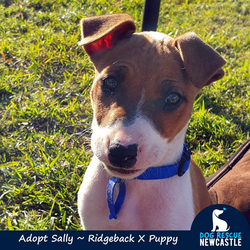 Adopt Sally from Stroud, NSW, 2425 NSW | Adopt-A-Dog