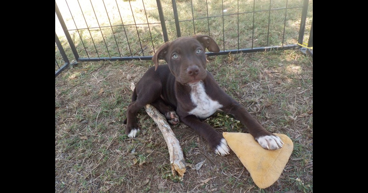 Adopt Jynx from MAREEBA QLD | Adopt-A-Dog