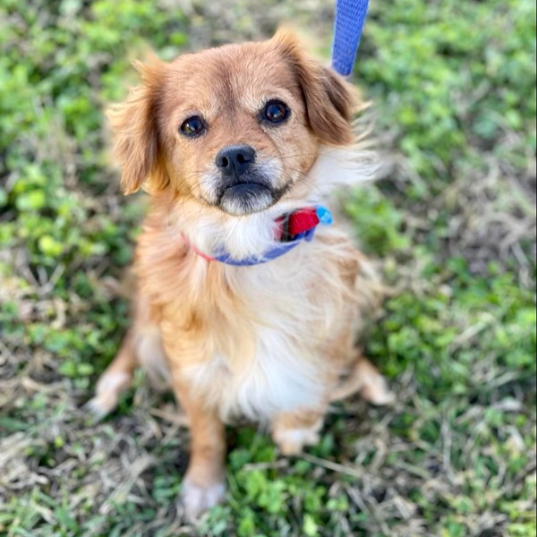 Adopt Jessie from Springwood QLD | Adopt-A-Dog