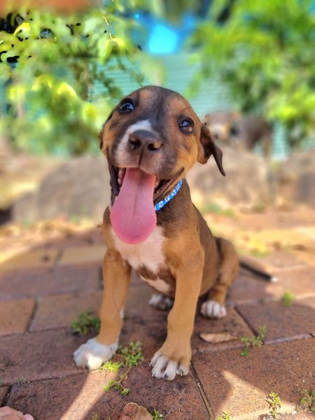 Adopt Kojo from Cairns QLD | Adopt-A-Dog