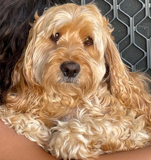 Adopt Cooper from Shenton Park WA | Adopt-A-Dog