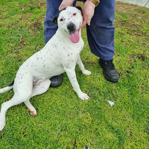 Adopt Huey from Perth WA | Adopt-A-Dog