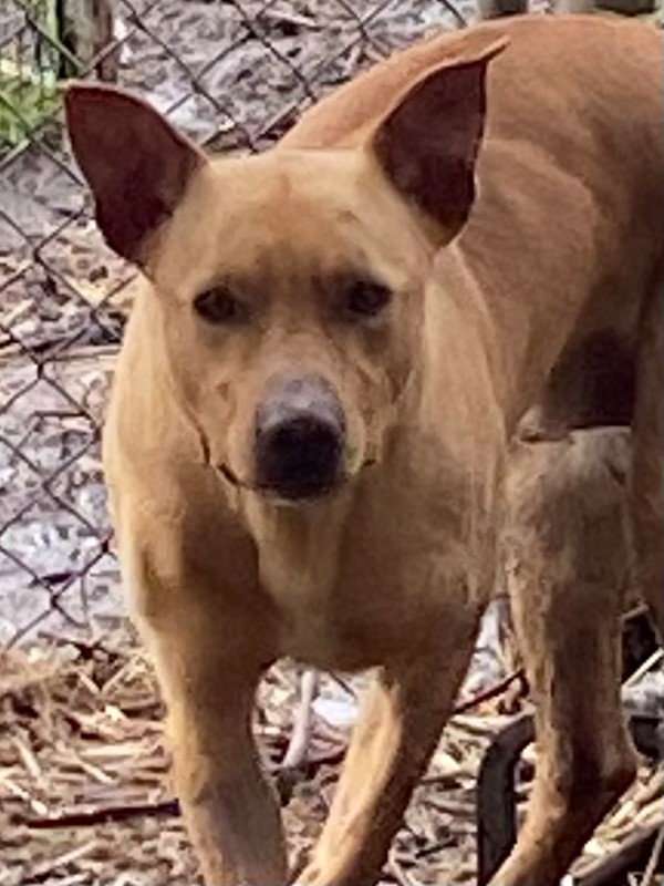 Adopt Lennie from Helensburgh NSW | Adopt-A-Dog