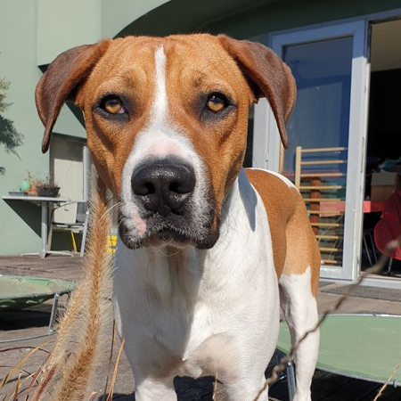 Adopt Monkey from Razorback NSW | Adopt-A-Dog