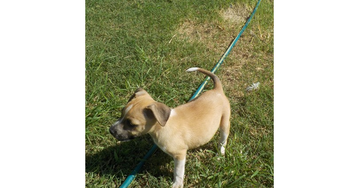 Adopt Laney from MAREEBA QLD | Adopt-A-Dog