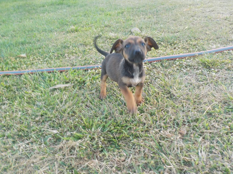 Adopt Mara from MAREEBA QLD | Adopt-A-Dog