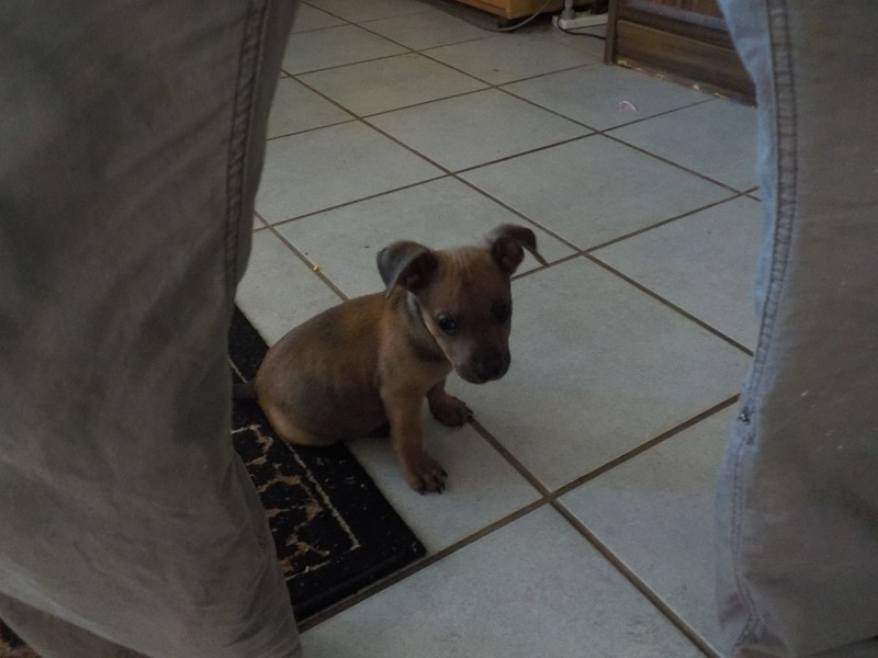 Adopt Scrappy from MAREEBA QLD | Adopt-A-Dog