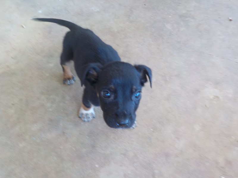 Adopt Sparky from MAREEBA QLD | Adopt-A-Dog