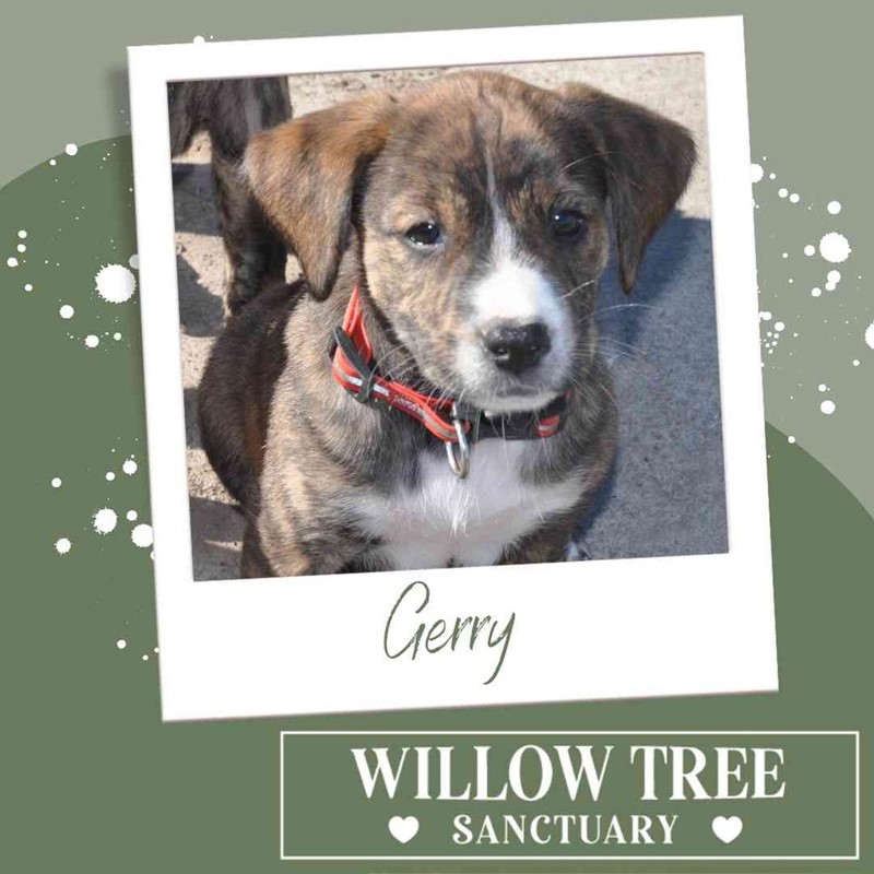 Adopt Gerry from North Maclean QLD | Adopt-A-Dog
