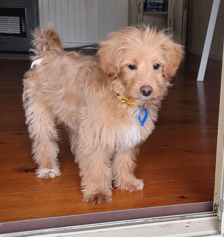 Adopt Huxley from Copacabana NSW | Adopt-A-Dog