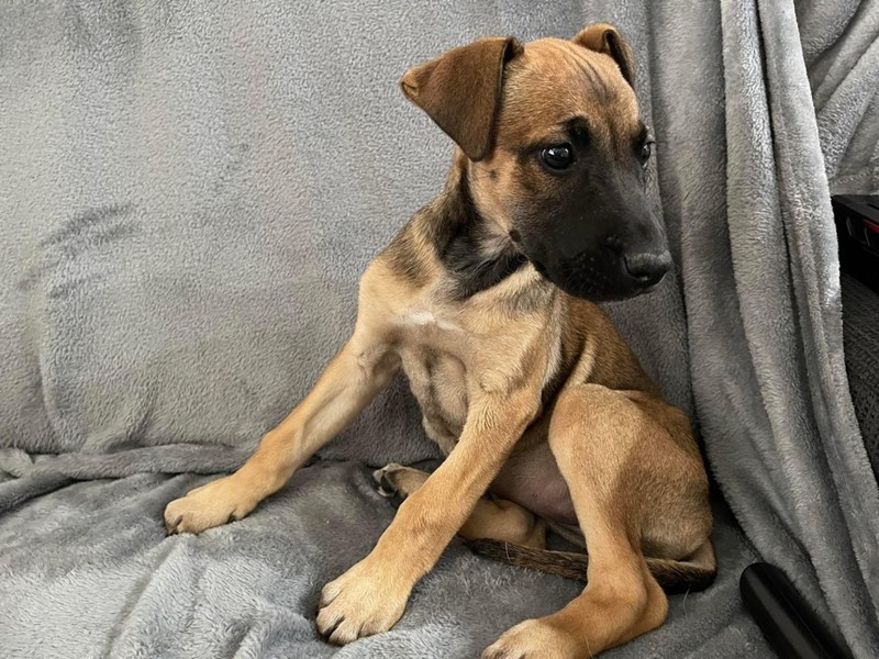 Adopt Amber from Capel WA | Adopt-A-Dog