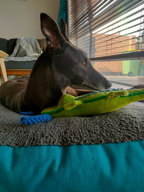 Adopt Rumba from Perth WA | Adopt-A-Dog