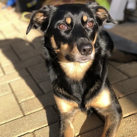 Adopt Ruby from Perth WA | Adopt-A-Dog