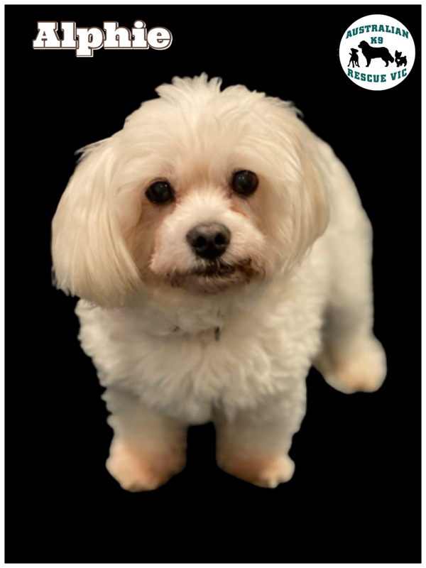 Adopt Alphie from HEIDELBERG WEST VIC | Adopt-A-Dog