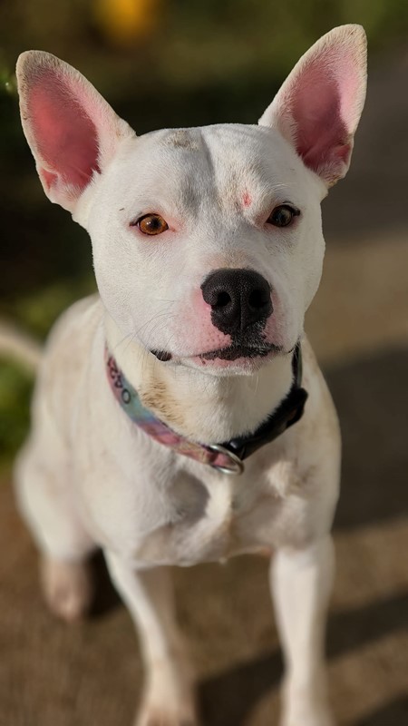 Adopt Rodney from Greenvale VIC | Adopt-A-Dog