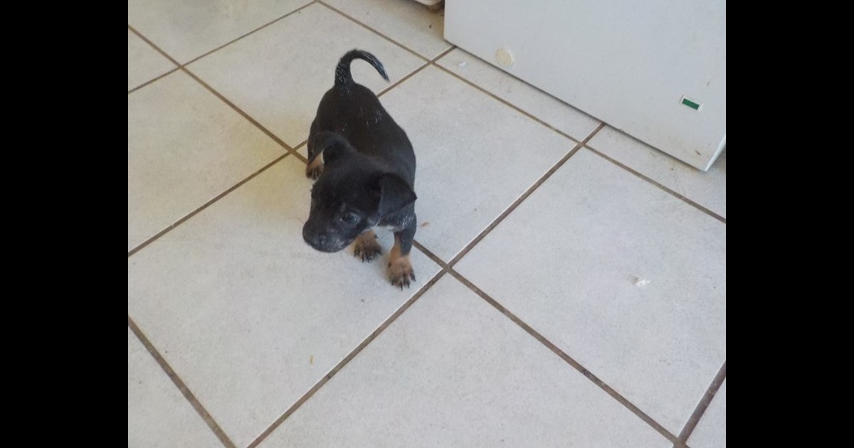 Adopt Nia from MAREEBA QLD | Adopt-A-Dog