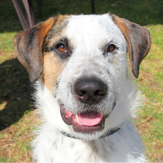 Adopt Loki from Perth WA | Adopt-A-Dog