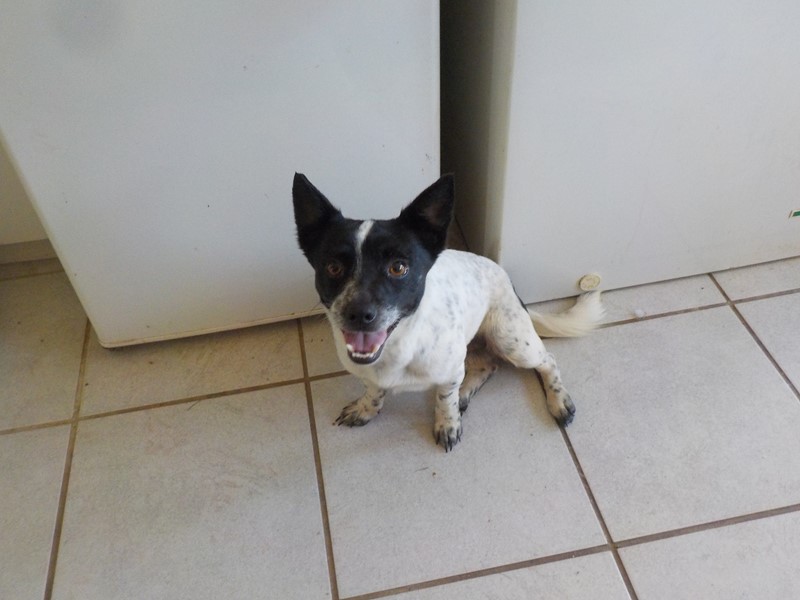 Adopt Chonkies from MAREEBA QLD | Adopt-A-Dog