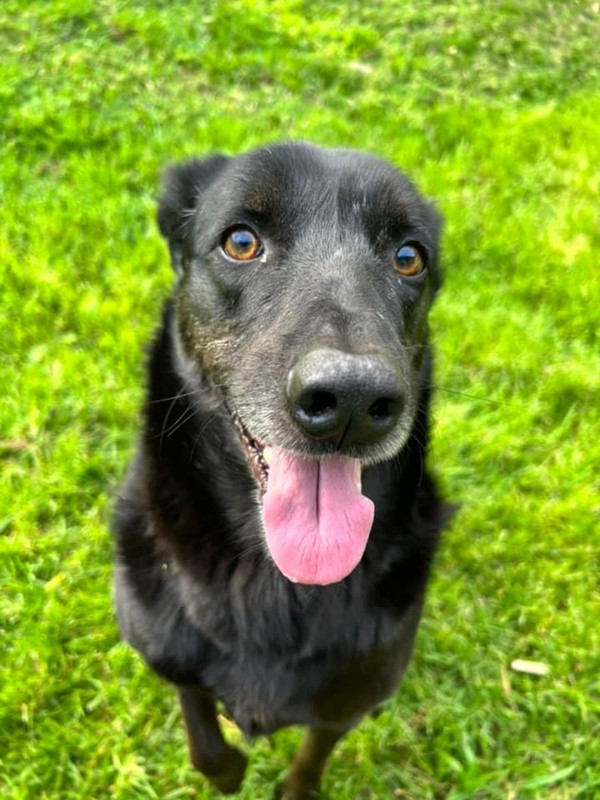 Adopt Thor from Perth WA | Adopt-A-Dog