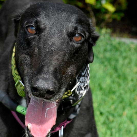 Adopt Betty from Hammondville NSW | Adopt-A-Dog