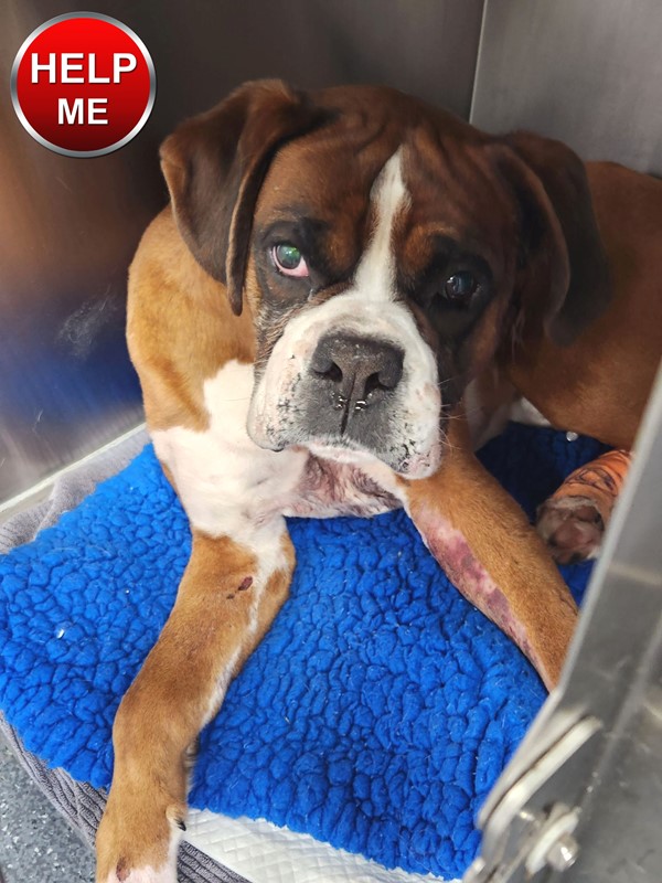 Adopt TJ from Melbourne VIC | Adopt-A-Dog