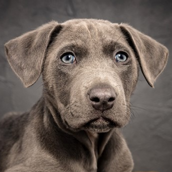 Adopt Banjo from Brisbane QLD | Adopt-A-Dog