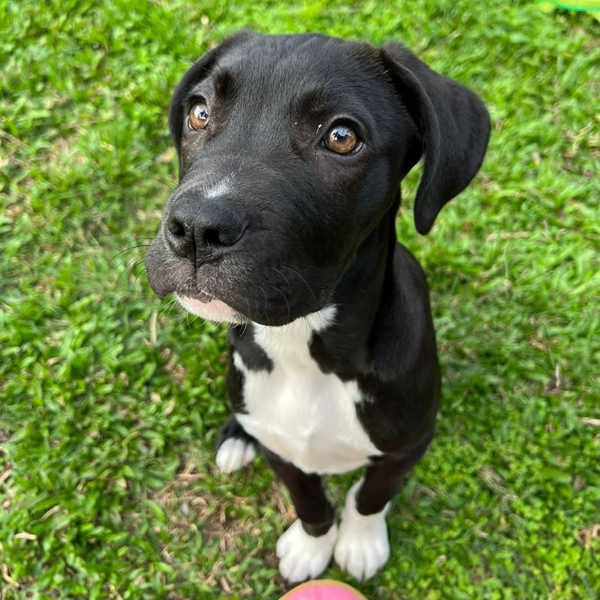 Adopt Mason from Ashmore QLD | Adopt-A-Dog