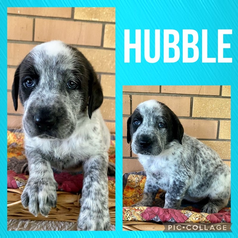 Adopt Hubble from Brisbane QLD | Adopt-A-Dog