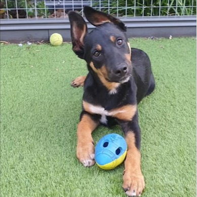 Adopt BECKY from Stirling North SA | Adopt-A-Dog