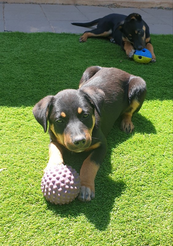 Adopt BROOK from Stirling North SA | Adopt-A-Dog