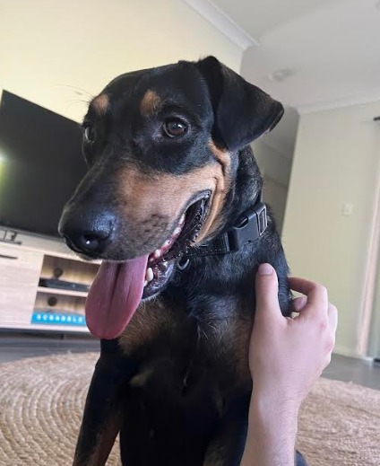 Adopt Jessie from Zuccoli NT | Adopt-A-Dog