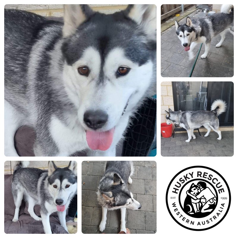 Adopt Jessie from Perth WA | Adopt-A-Dog