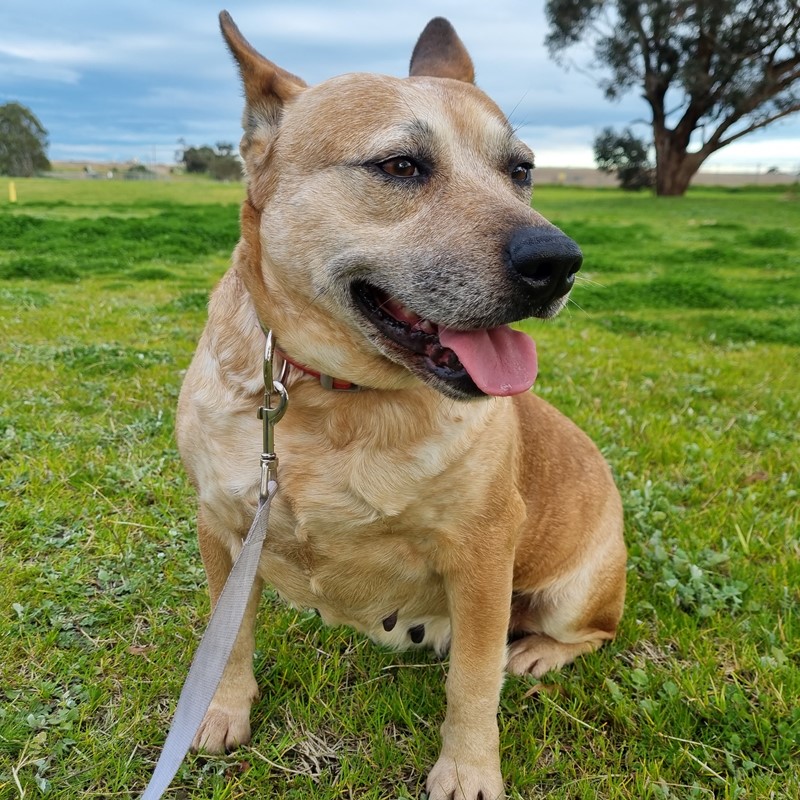 Adopt Ginger from Springvale South VIC | Adopt-A-Dog