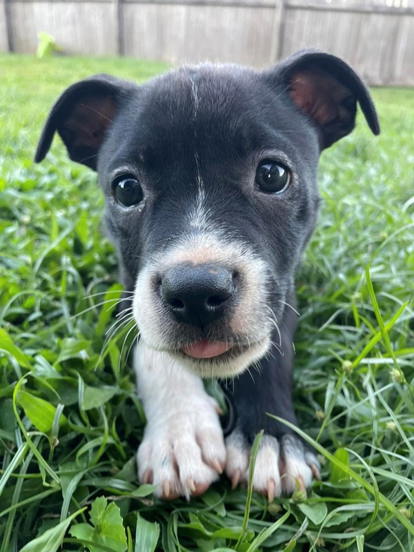 Adopt Roman from Cairns QLD | Adopt-A-Dog