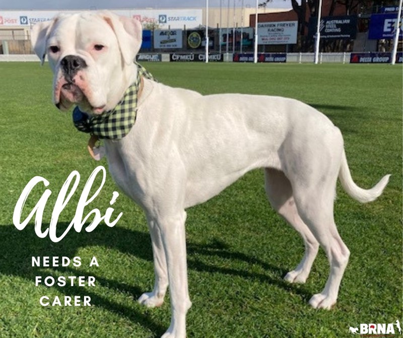 Adopt Albi from Port Melbourne VIC | Adopt-A-Dog