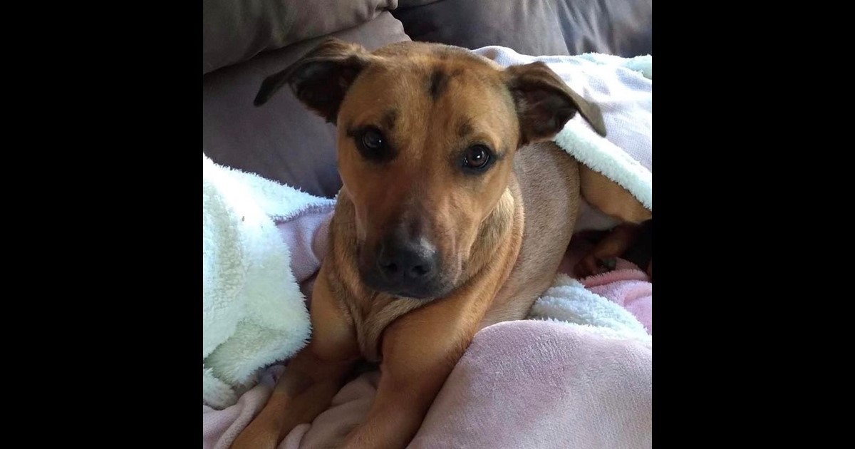 Adopt Rose from Perth WA | Adopt-A-Dog